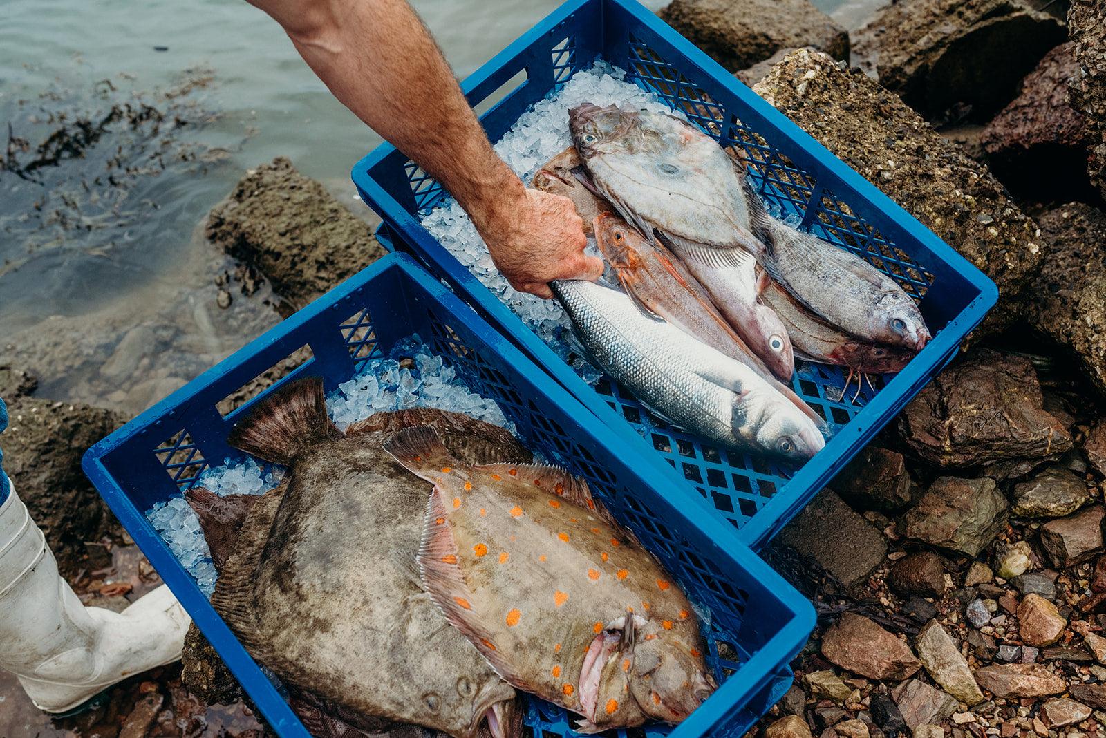 The Market – Pesky