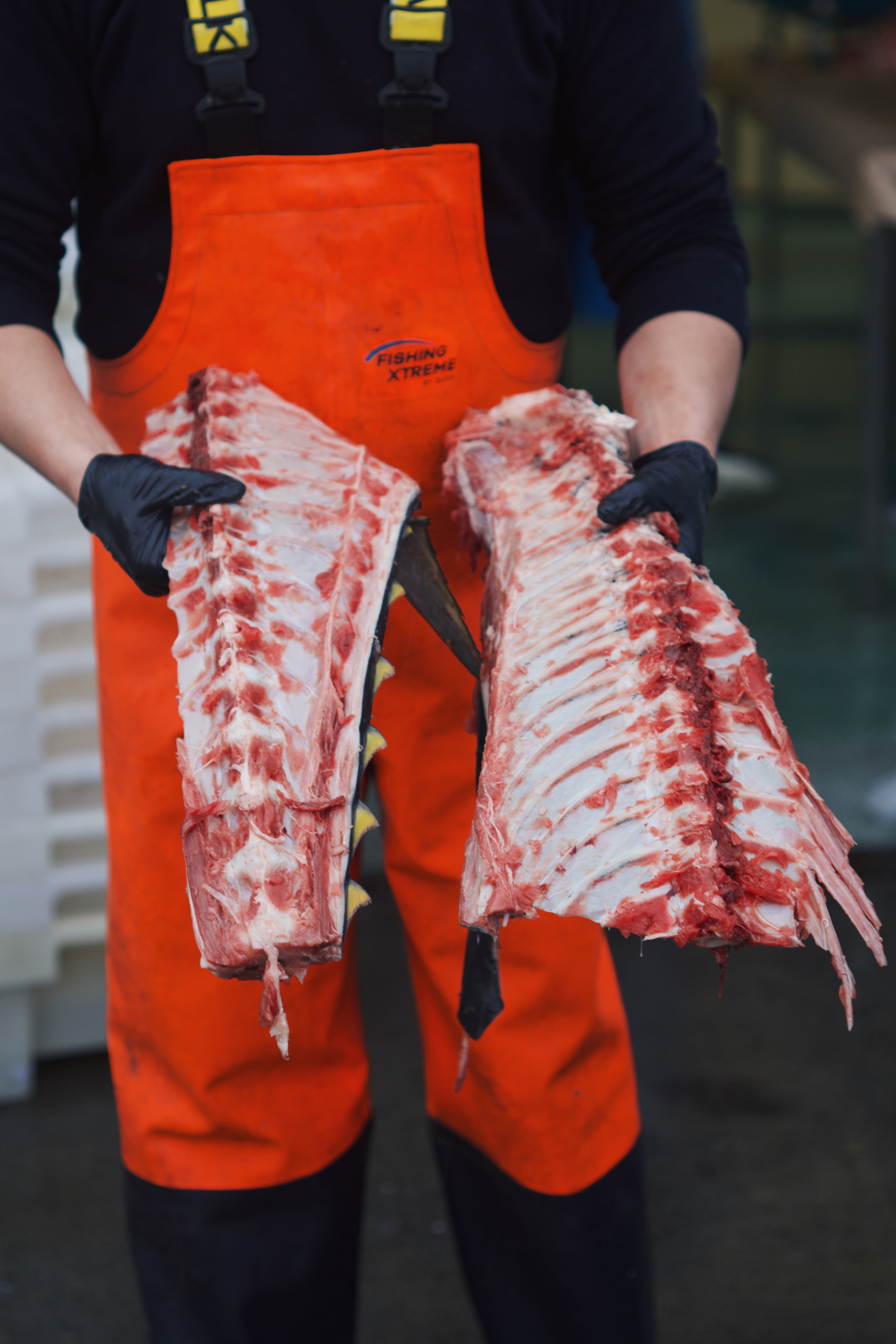 Ikejime Bluefin Tuna Frame – Pesky